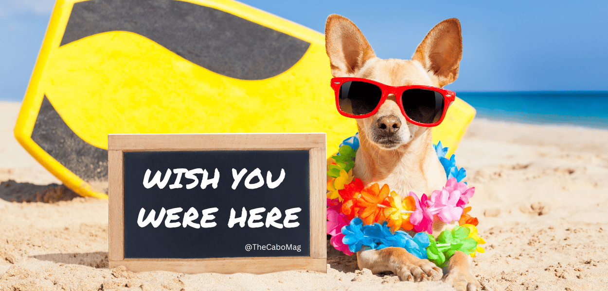 Dog-Friendly Beaches | THE CABO MAGAZINE l Local News • Events • Hotels ...
